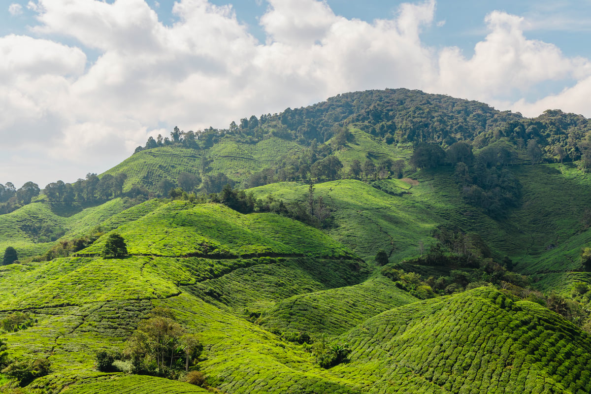 Cameron Highlands, Malaysia: Tea Plantations and Gigantic Rafflesias ...