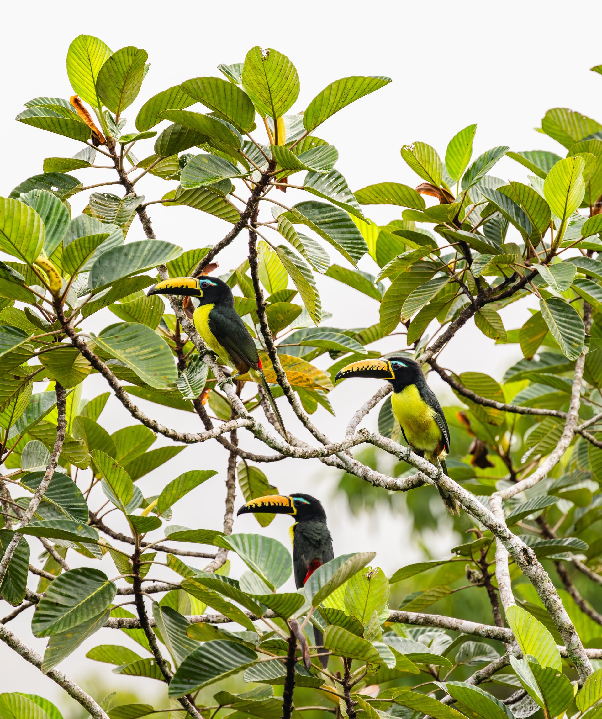 Review of Alta Sanctuary - Madre de Dios, Perú | The Spunky Curl