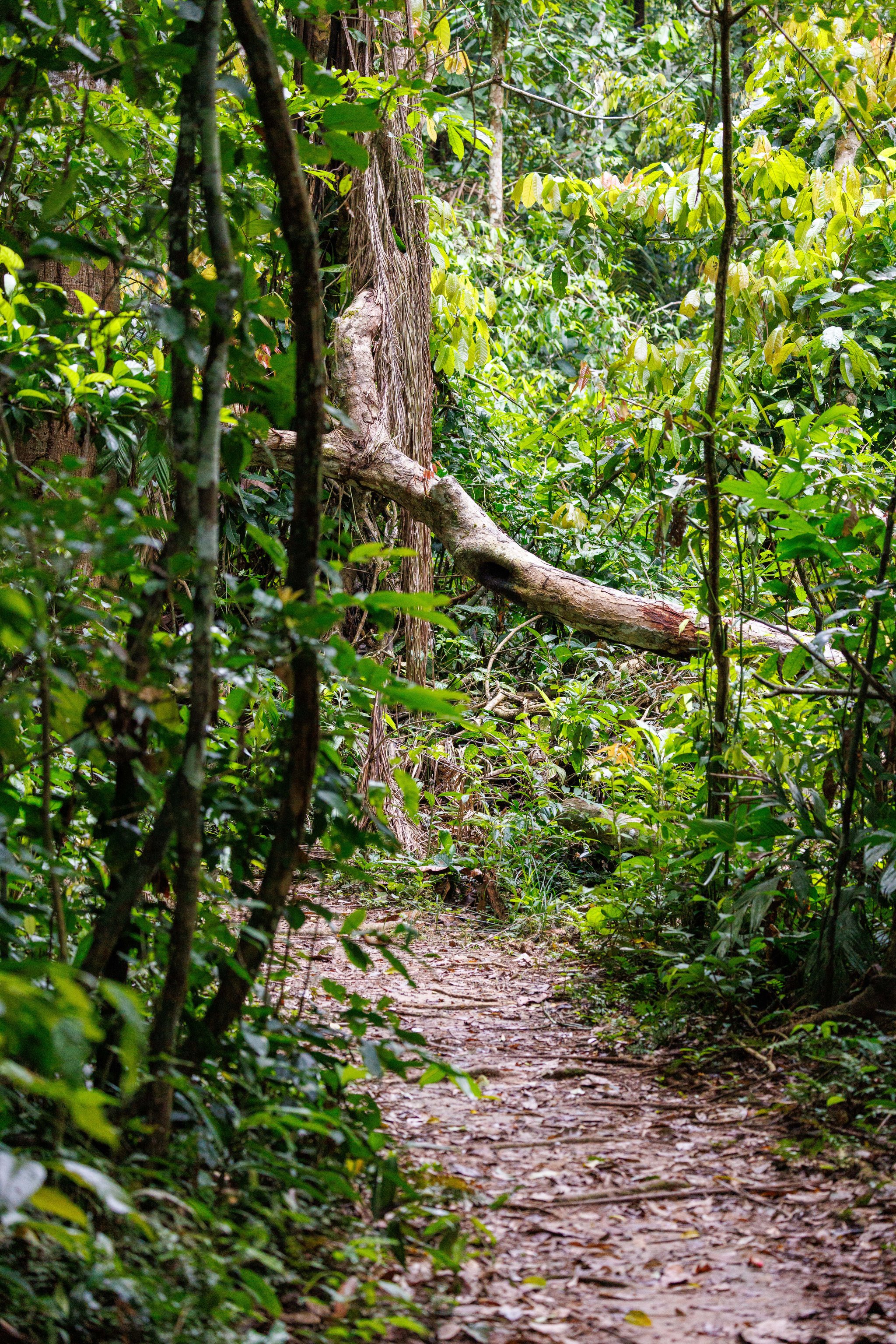 Review of Alta Sanctuary - Madre de Dios, Perú | The Spunky Curl