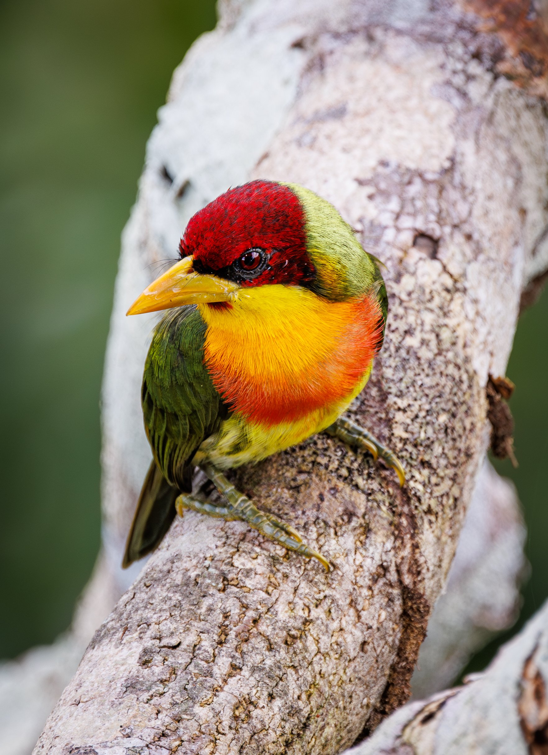 Review of Alta Sanctuary - Madre de Dios, Perú | The Spunky Curl