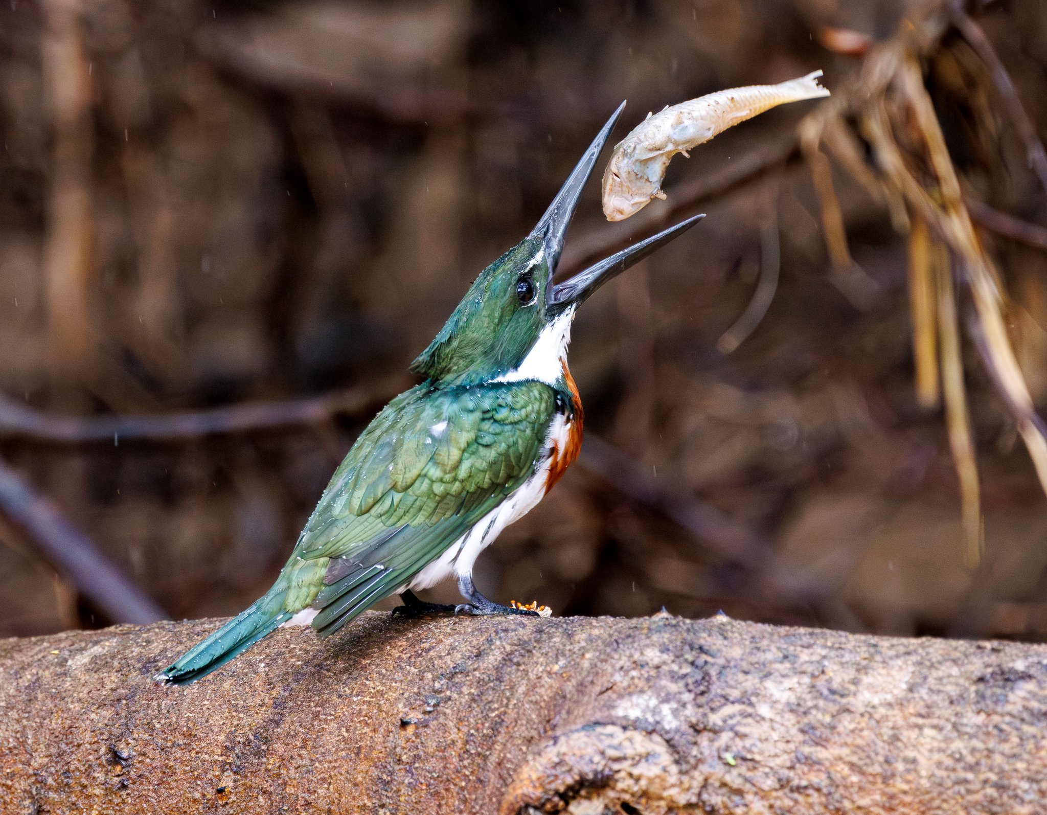 Review of Alta Sanctuary - Madre de Dios, Perú | The Spunky Curl