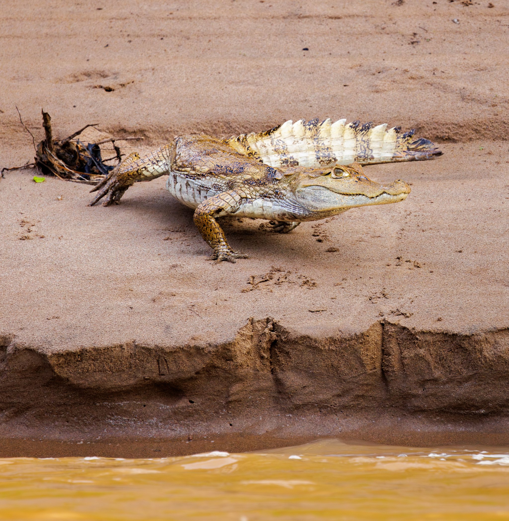 Review of Alta Sanctuary - Madre de Dios, Perú | The Spunky Curl