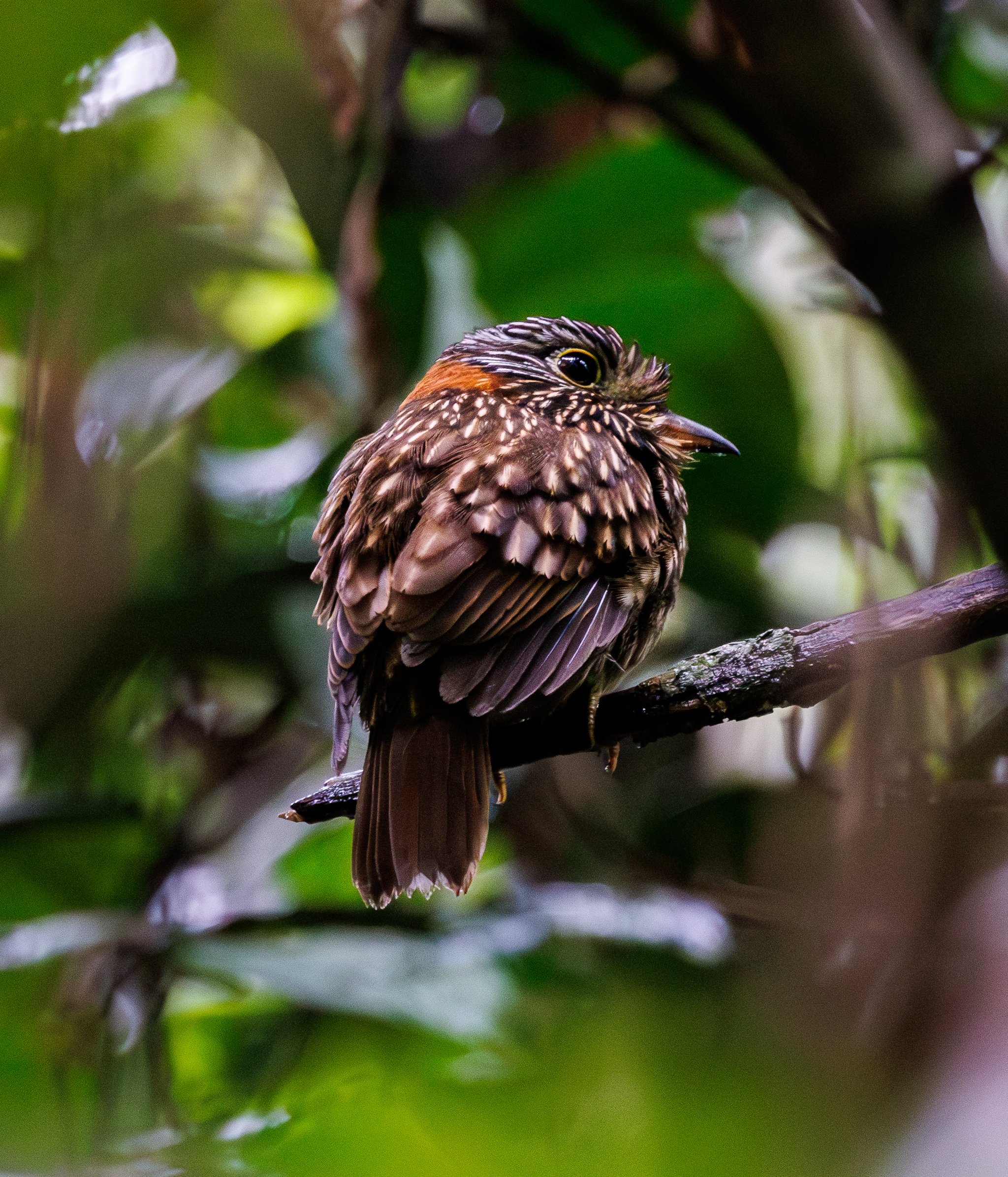 Review of Alta Sanctuary - Madre de Dios, Perú | The Spunky Curl