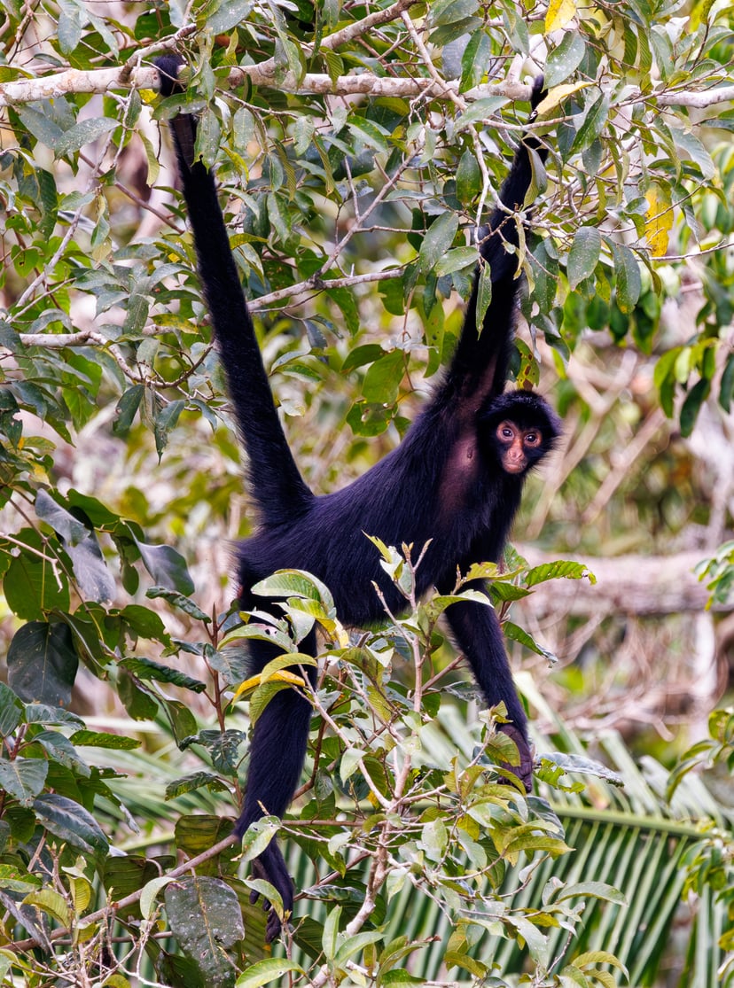 Review of Alta Sanctuary - Madre de Dios, Perú | The Spunky Curl